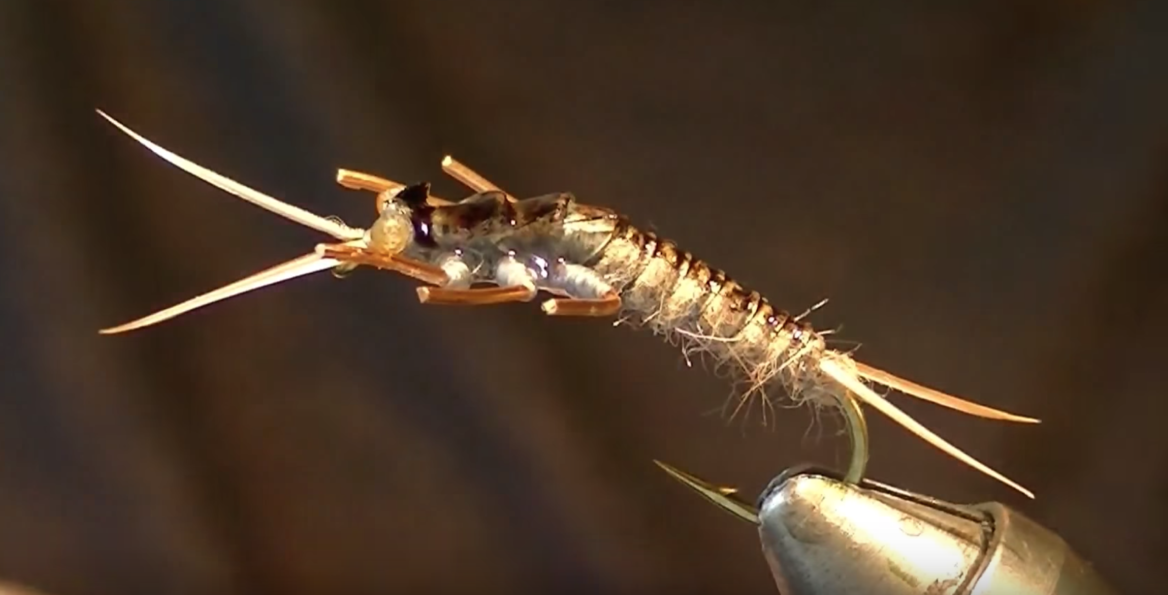 Realistic stonefly nymph