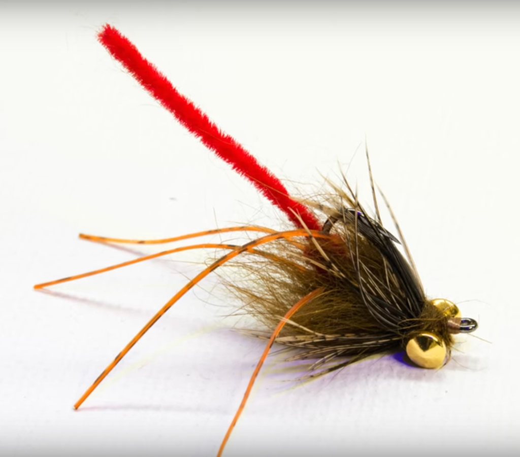 Hybrid Carp Fly