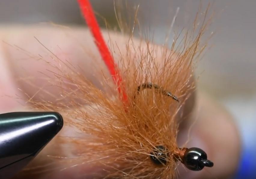 Hybrid Carp Fly
