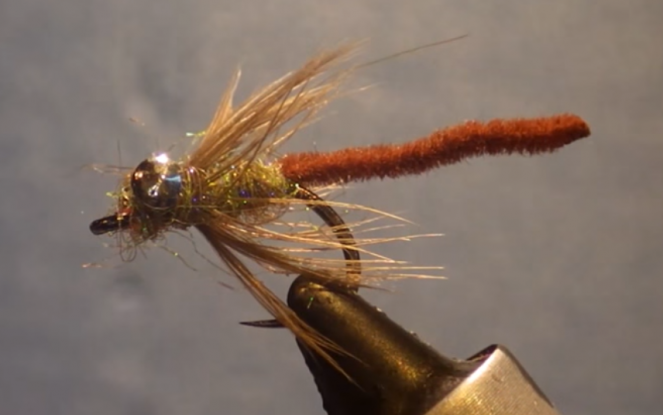 Hybrid Carp Fly
